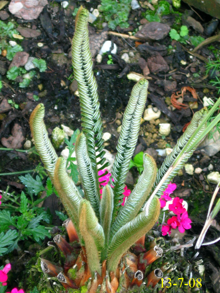 Cycadeen, Palmfarne - Exoten und Palmen Claus Willich