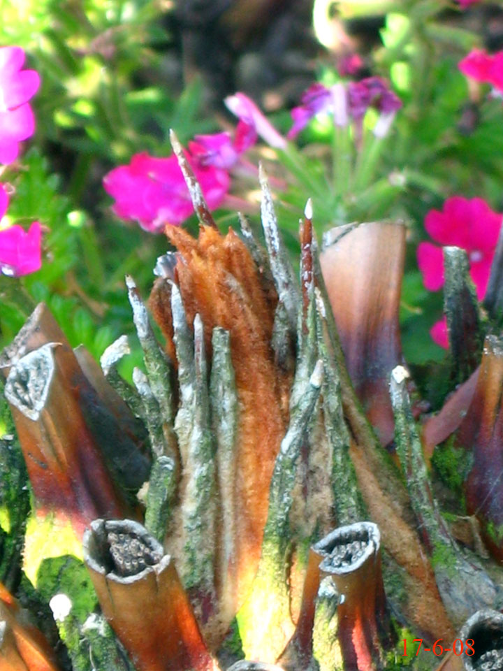 Cycadeen, Palmfarne - Exoten und Palmen Claus Willich