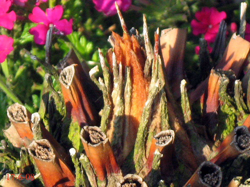 Cycadeen, Palmfarne - Exoten und Palmen Claus Willich