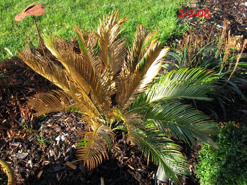 Cycadeen, Palmfarne - Exoten und Palmen Claus Willich