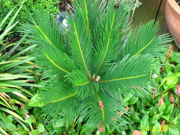 Cycadeen, Palmfarne - Exoten und Palmen Claus Willich