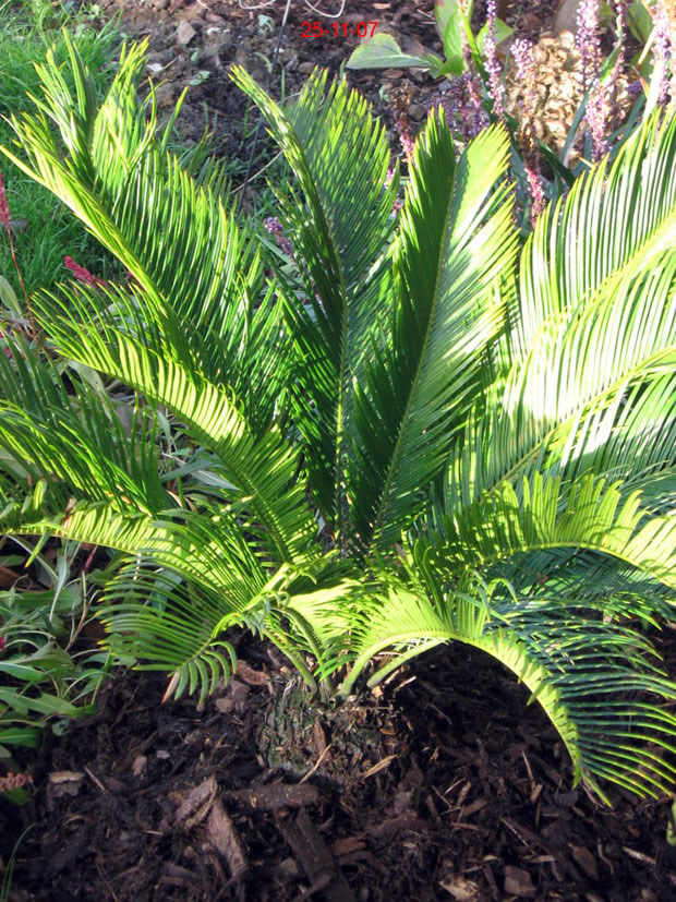 Cycadeen, Palmfarne - Exoten und Palmen Claus Willich