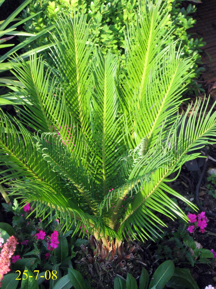 Cycadeen, Palmfarne - Exoten und Palmen Claus Willich