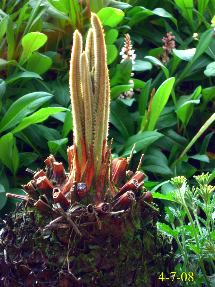 Cycadeen, Palmfarne - Exoten und Palmen Claus Willich