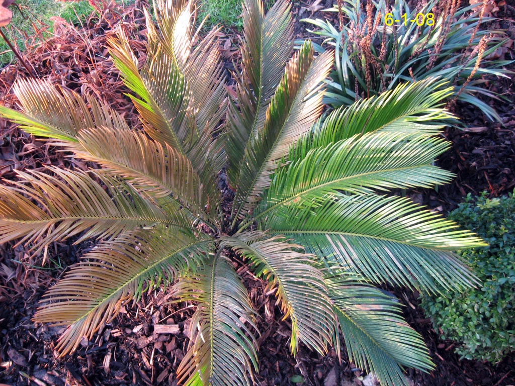 Cycadeen, Palmfarne - Exoten und Palmen Claus Willich