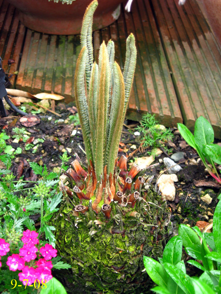 Cycadeen, Palmfarne - Exoten und Palmen Claus Willich