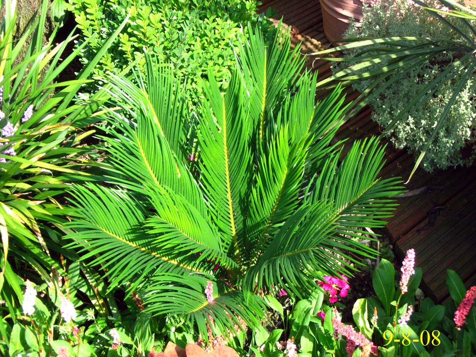 Cycadeen, Palmfarne - Exoten und Palmen Claus Willich