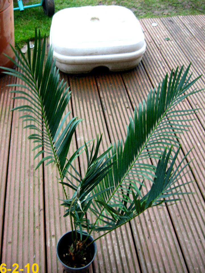 Cycadeen, Palmfarne - Exoten und Palmen Claus Willich