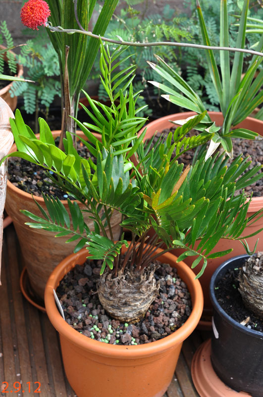 Cycadeen, Palmfarne - Exoten und Palmen Claus Willich