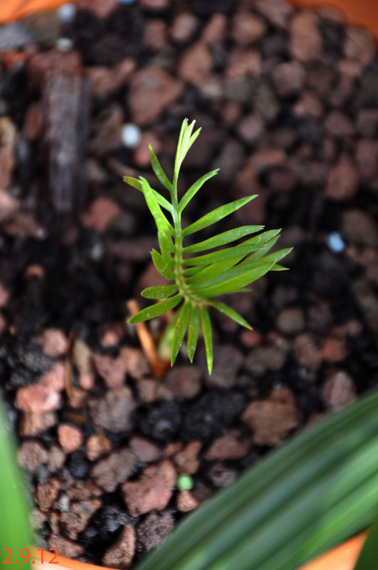 Welch ein Überlebenswille (Macrozamia communis) / Palmfarne (Cycadeen ...