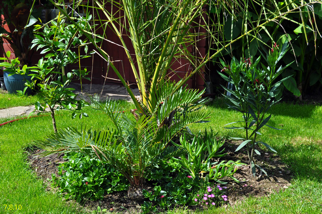 Cycadeen, Palmfarne - Exoten und Palmen Claus Willich