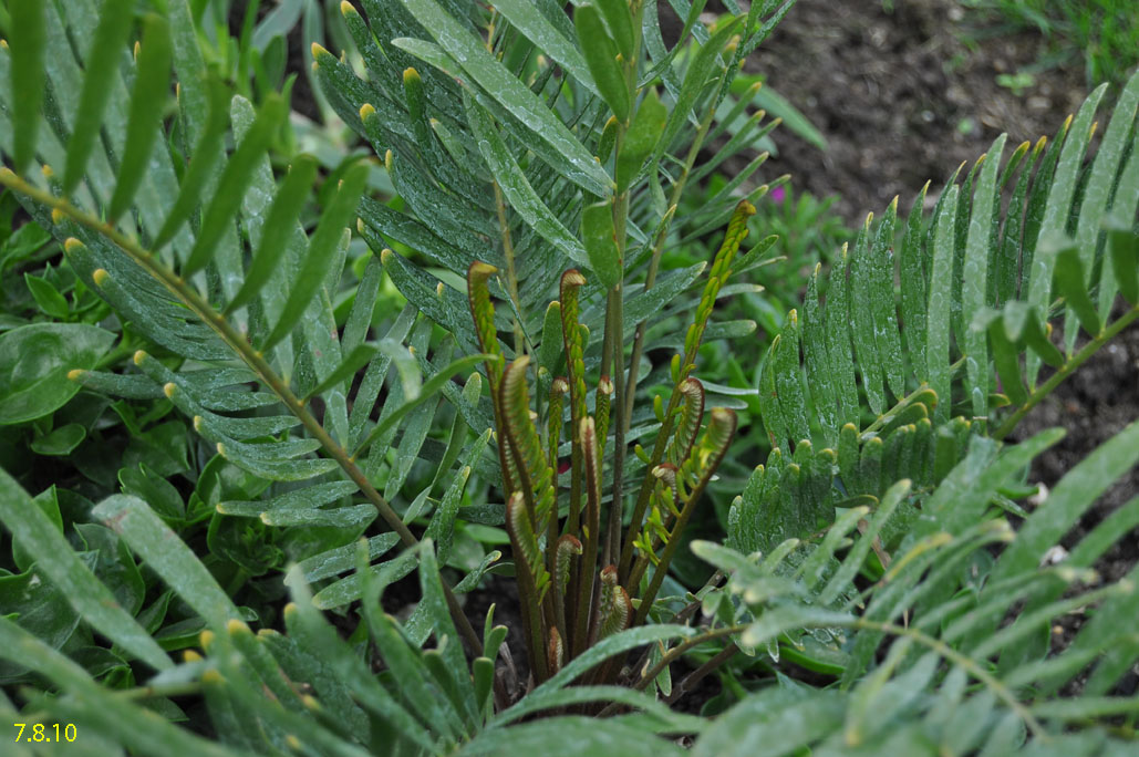 Cycadeen, Palmfarne - Exoten und Palmen Claus Willich