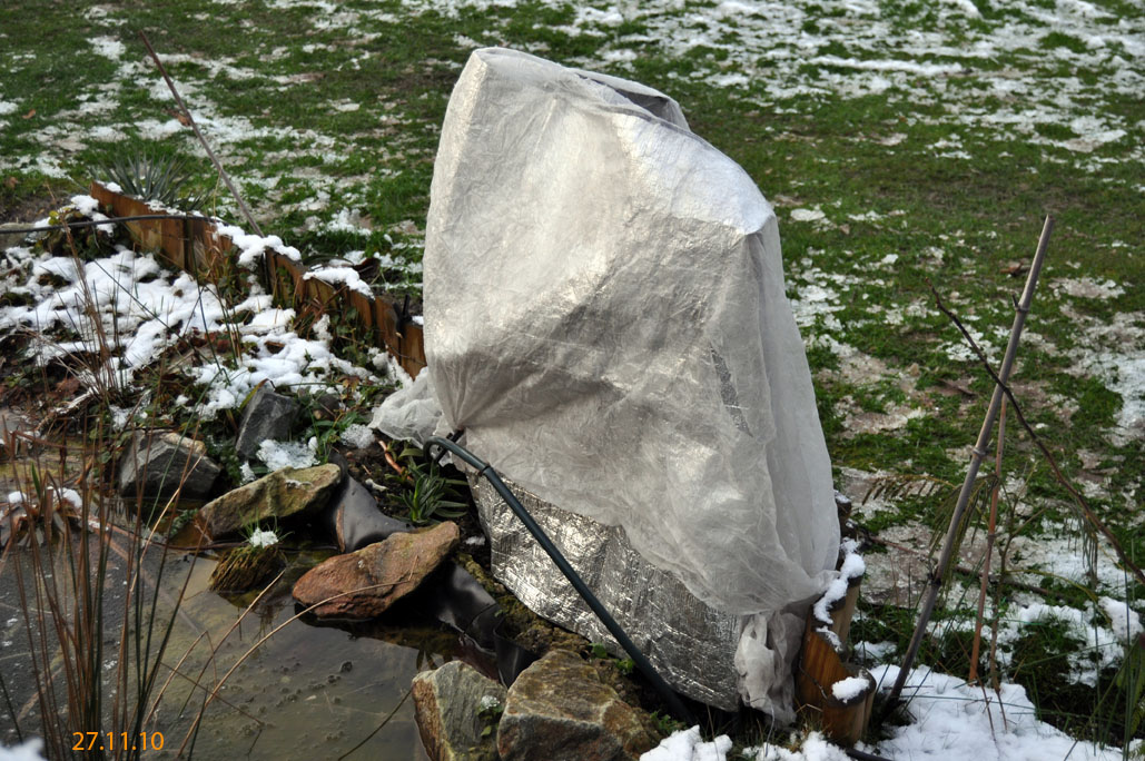 Cycadeen, Palmfarne - Exoten und Palmen Claus Willich