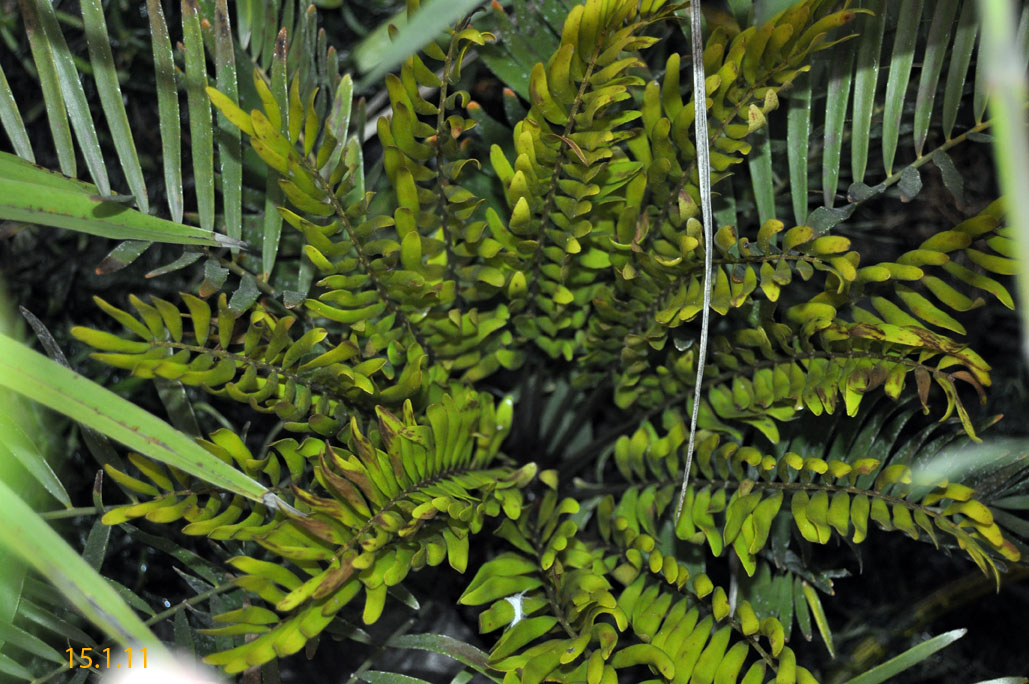 Cycadeen, Palmfarne - Exoten und Palmen Claus Willich