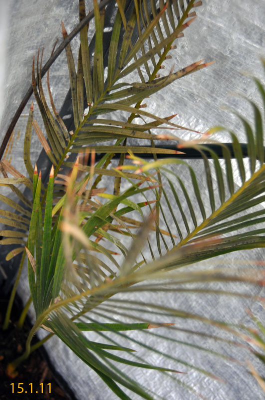 Cycadeen, Palmfarne - Exoten und Palmen Claus Willich