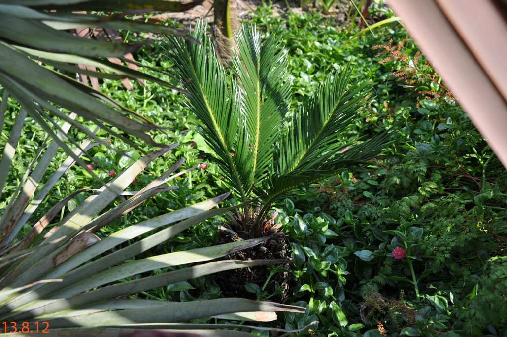 Cycadeen, Palmfarne - Exoten und Palmen Claus Willich