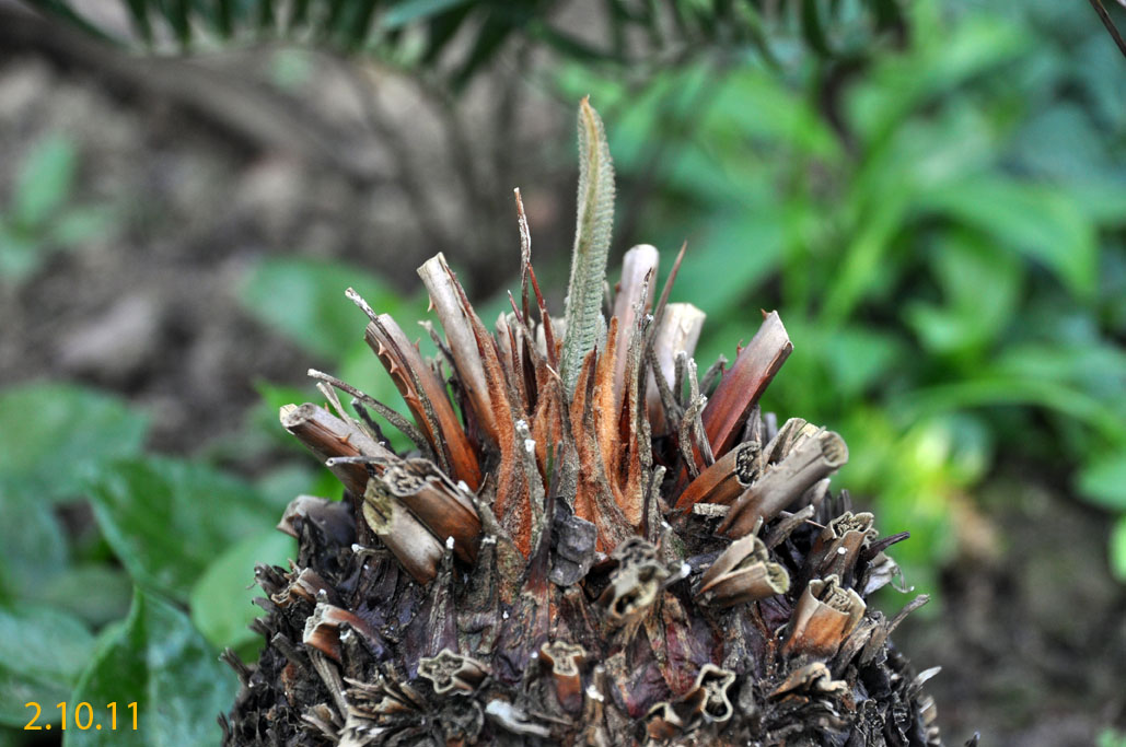 Cycadeen, Palmfarne - Exoten und Palmen Claus Willich