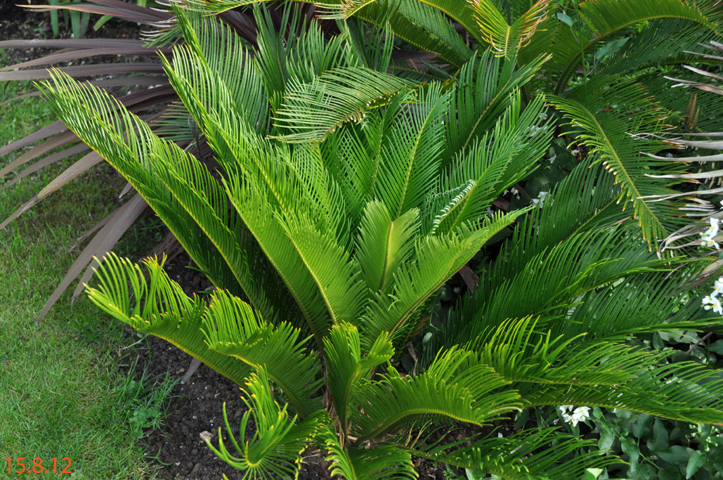 Cycadeen, Palmfarne - Exoten und Palmen Claus Willich
