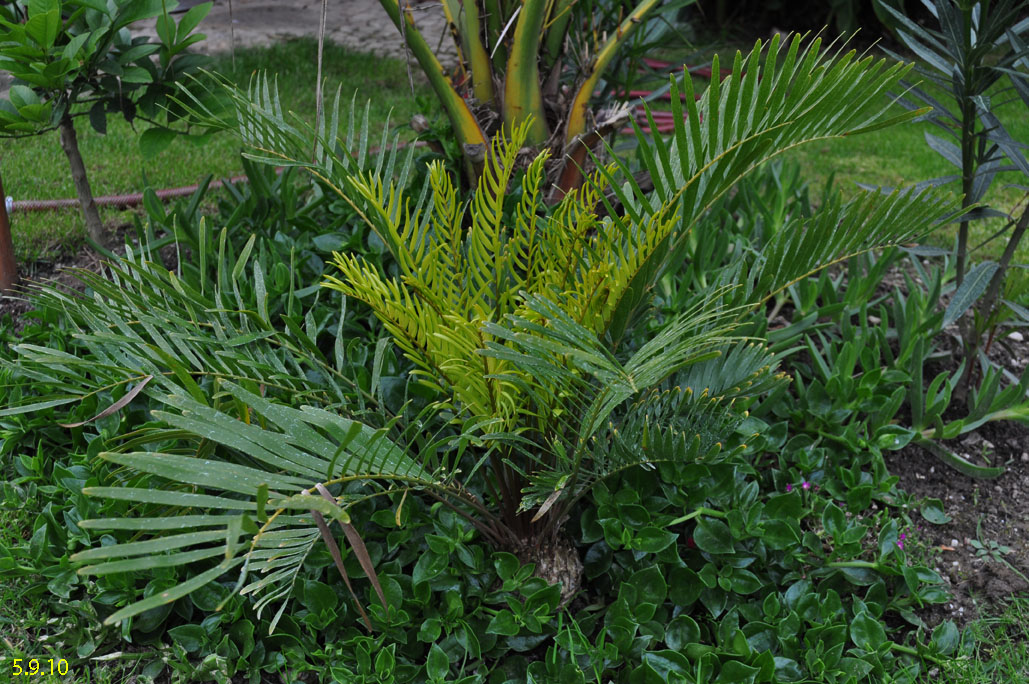 Cycadeen, Palmfarne - Exoten und Palmen Claus Willich