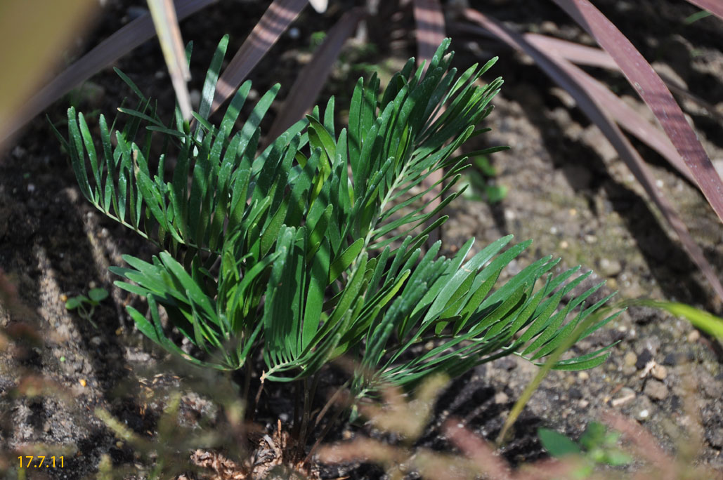 Cycadeen, Palmfarne - Exoten und Palmen Claus Willich