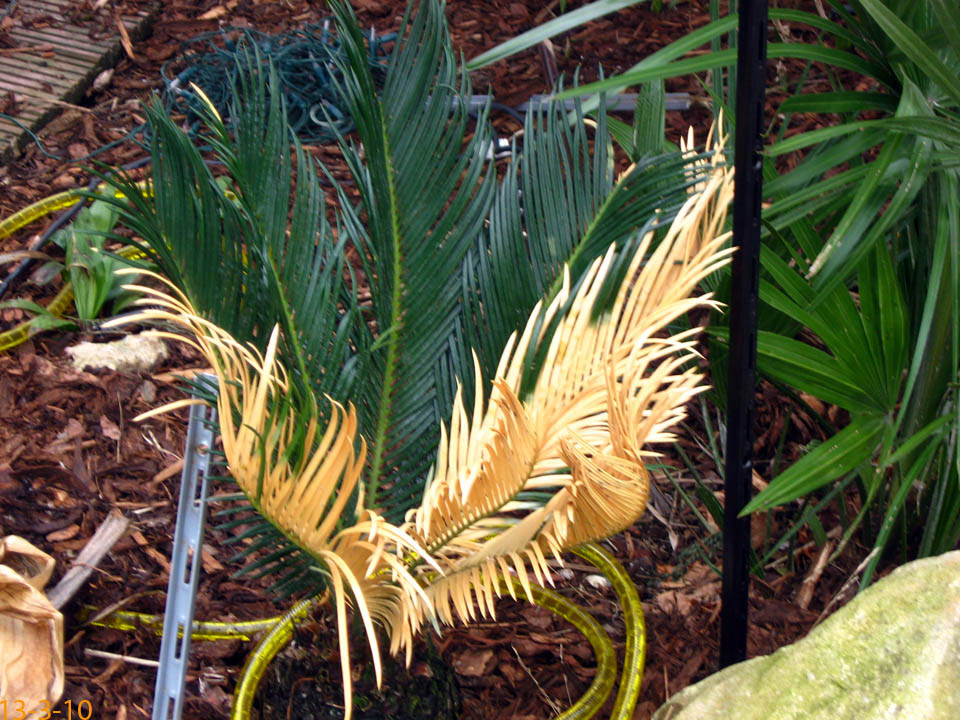 Cycadeen, Palmfarne - Exoten und Palmen Claus Willich