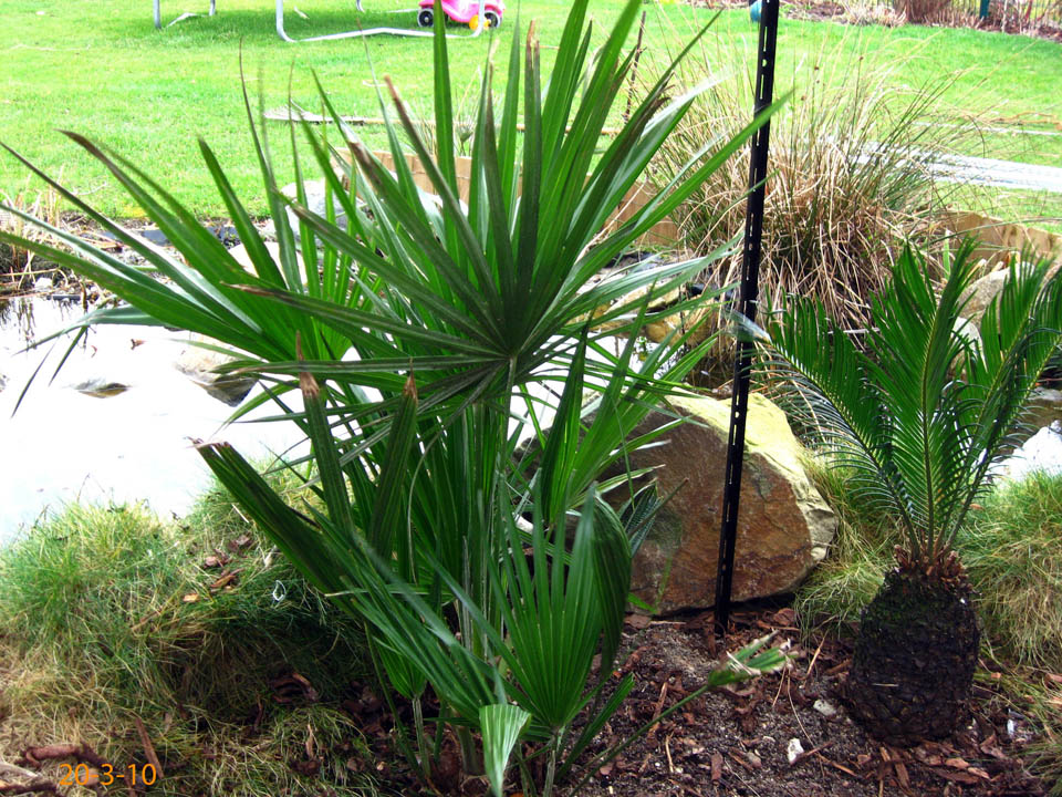 Cycadeen, Palmfarne - Exoten und Palmen Claus Willich