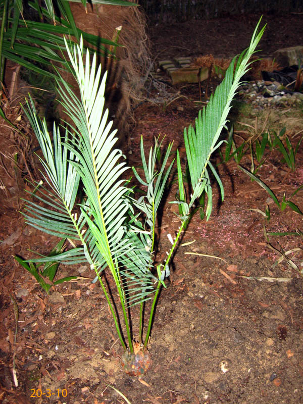 Cycadeen, Palmfarne - Exoten und Palmen Claus Willich