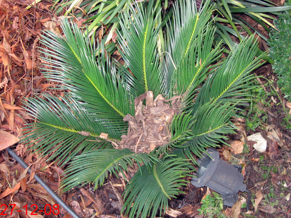 Cycadeen, Palmfarne - Exoten und Palmen Claus Willich