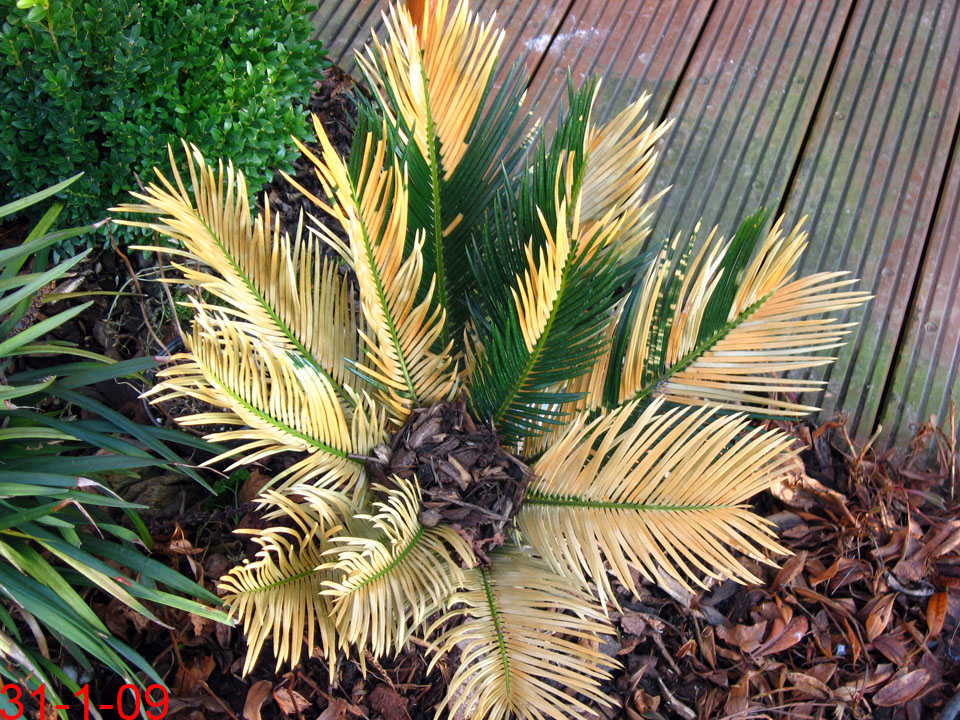 Cycadeen, Palmfarne - Exoten und Palmen Claus Willich