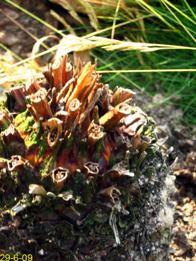 Cycadeen, Palmfarne - Exoten und Palmen Claus Willich