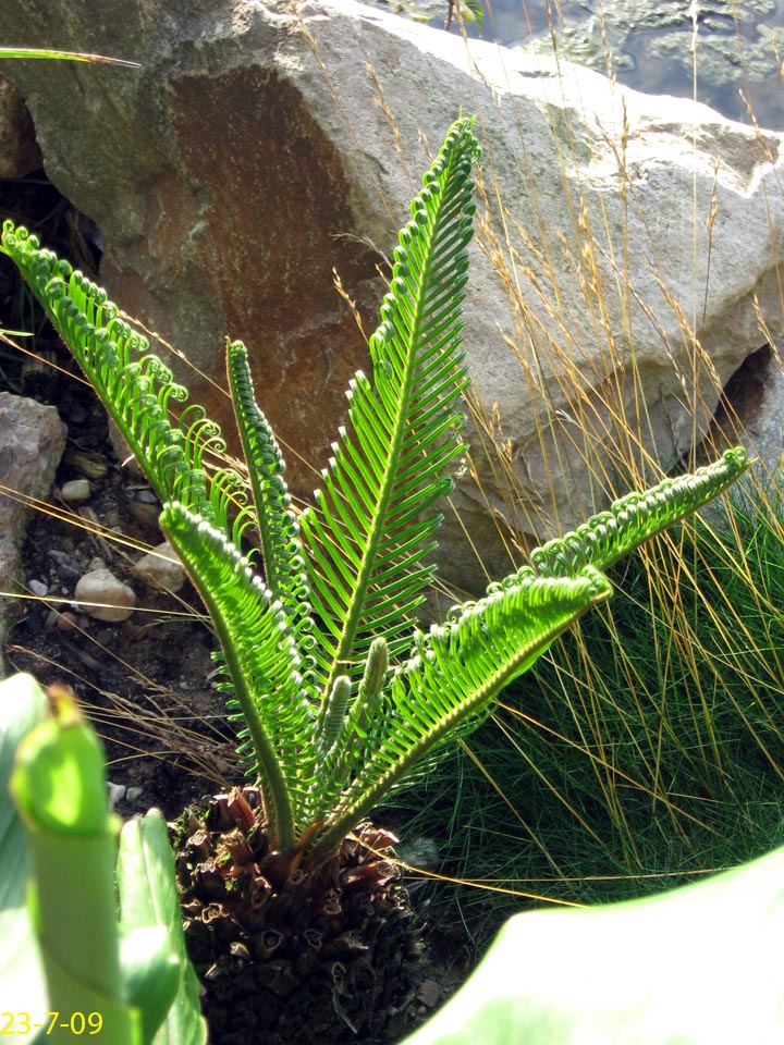 Cycadeen, Palmfarne - Exoten und Palmen Claus Willich