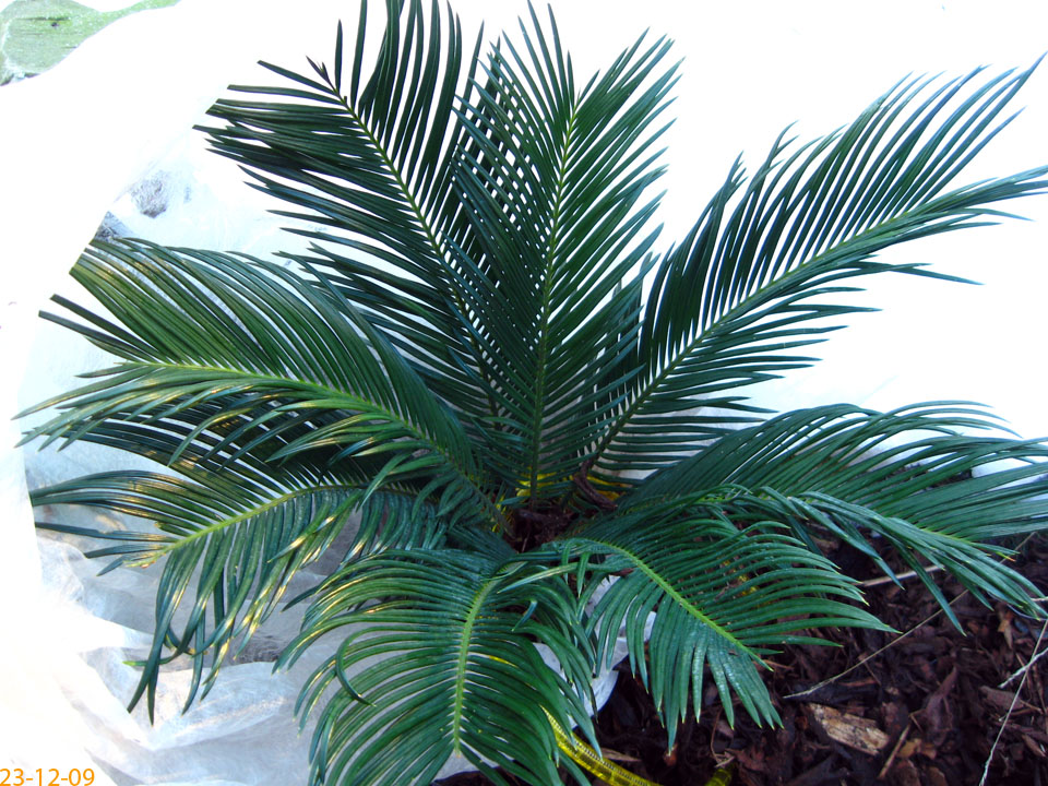 Cycadeen, Palmfarne - Exoten und Palmen Claus Willich