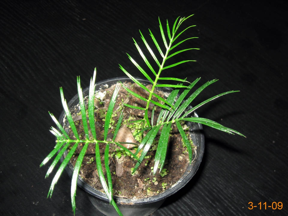 Cycadeen, Palmfarne - Exoten und Palmen Claus Willich