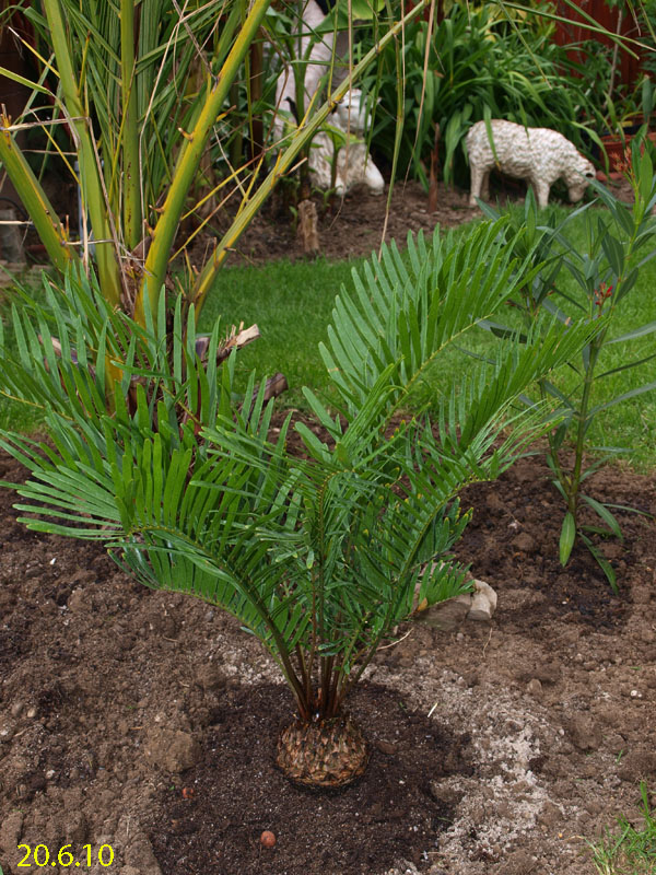 Cycadeen, Palmfarne - Exoten und Palmen Claus Willich