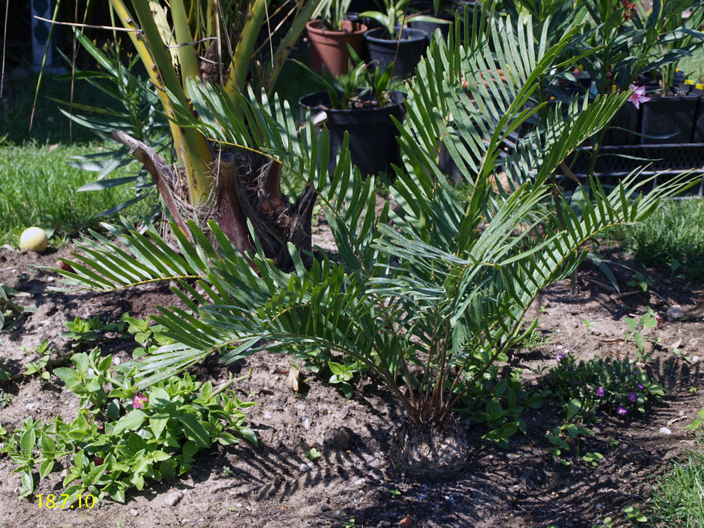 Cycadeen, Palmfarne - Exoten und Palmen Claus Willich