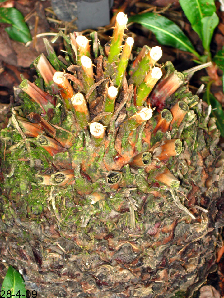 Cycadeen, Palmfarne - Exoten und Palmen Claus Willich
