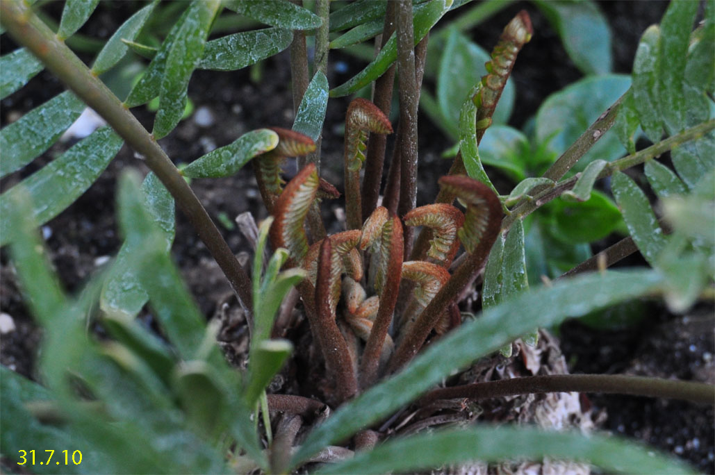 Cycadeen, Palmfarne - Exoten und Palmen Claus Willich