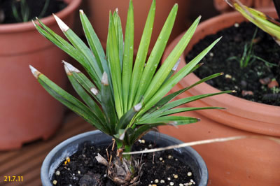 Copernicia - Exoten und Palmen Claus Willich