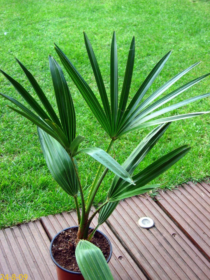 Livistona - Exoten und Palmen Claus Willich