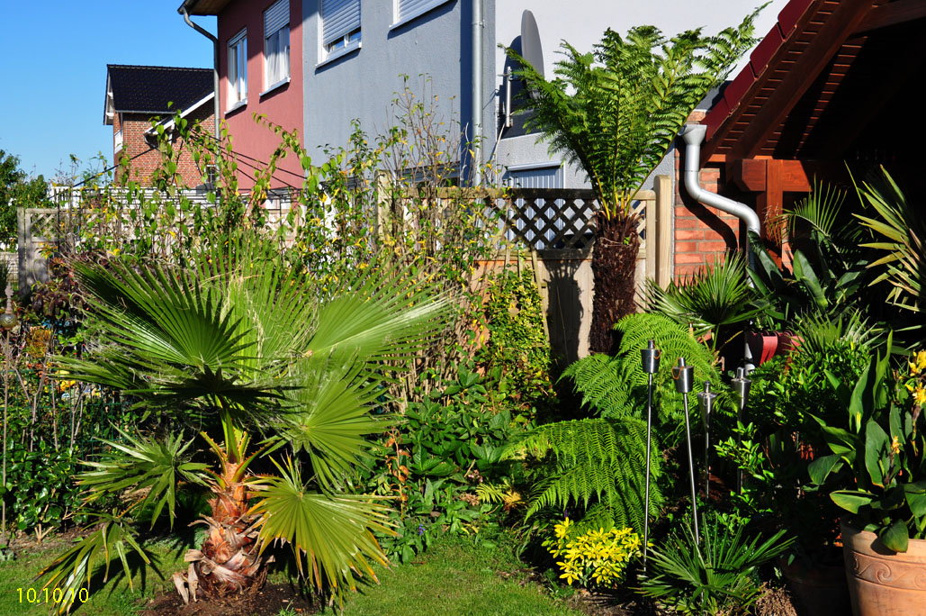 Garten 2010 -Exoten und Palmen Claus Willich