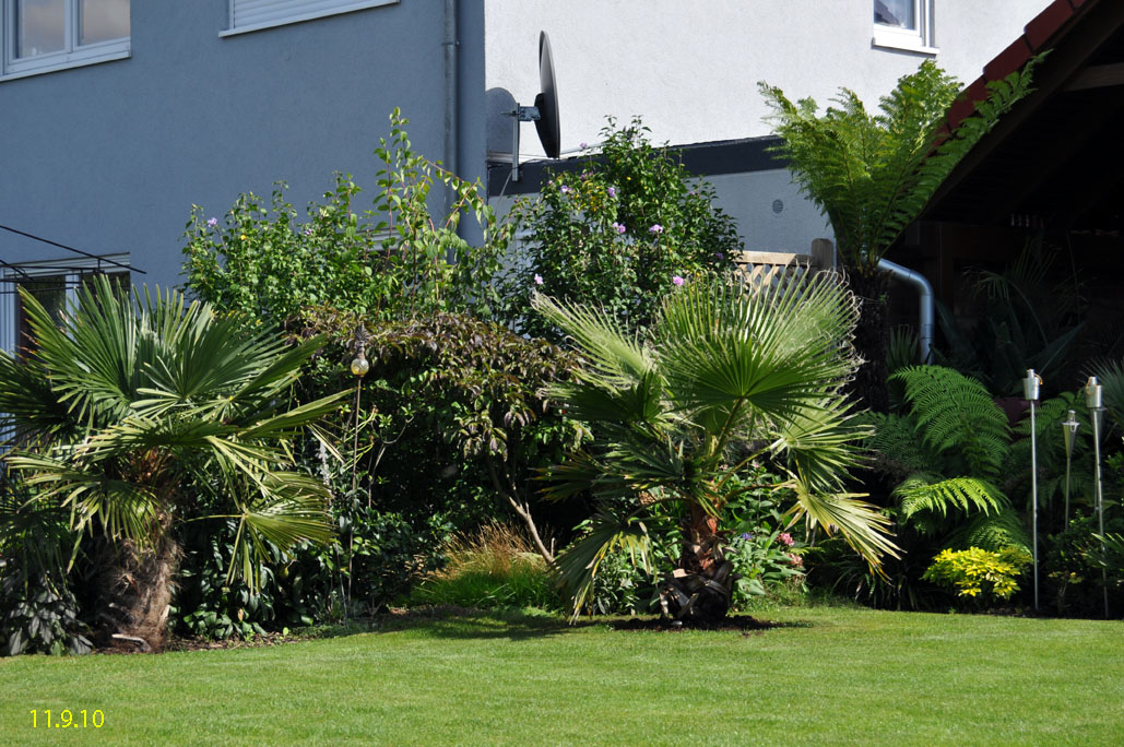 Garten 2010 -Exoten und Palmen Claus Willich