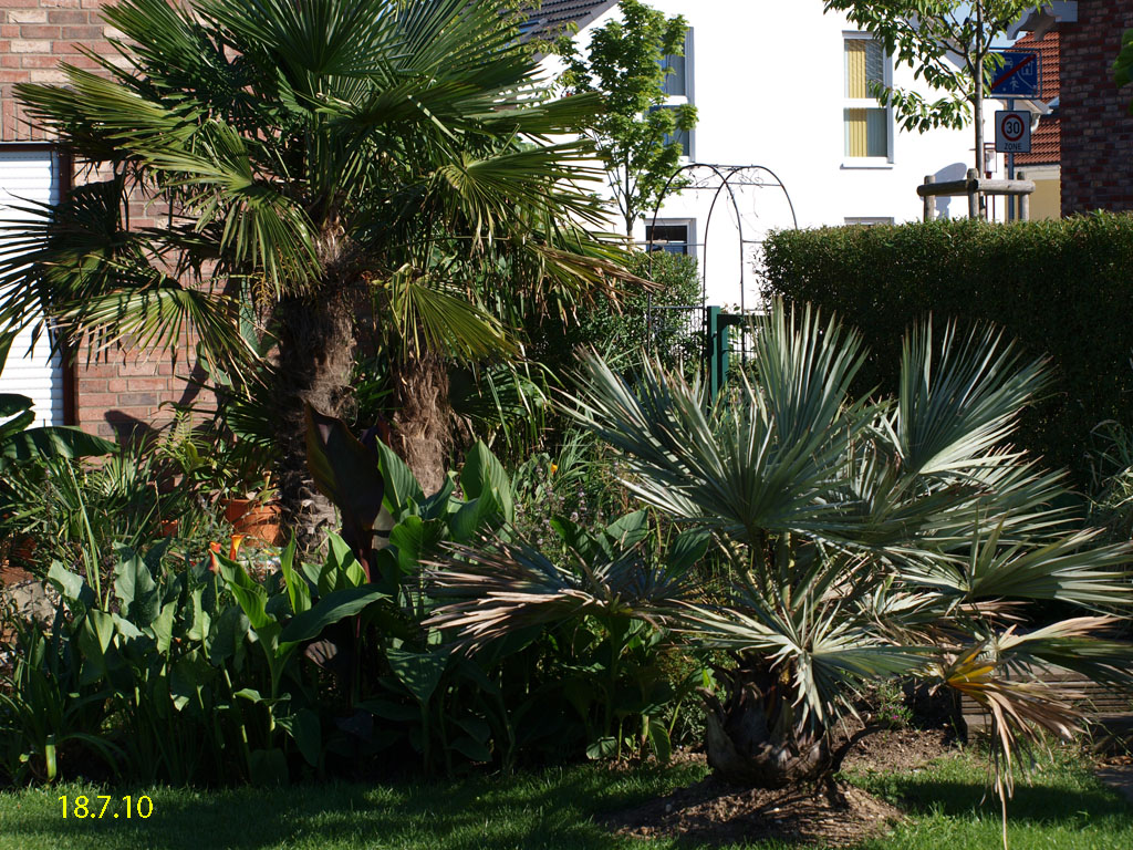 Garten 2010 -Exoten und Palmen Claus Willich