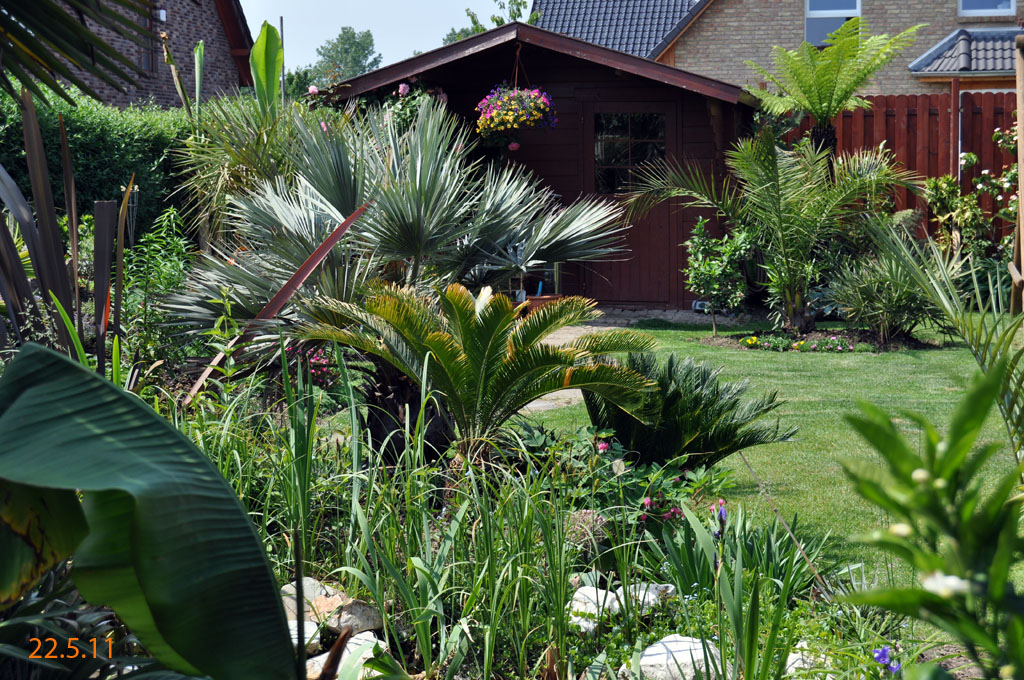 Garten 2011 -Exoten und Palmen Claus Willich