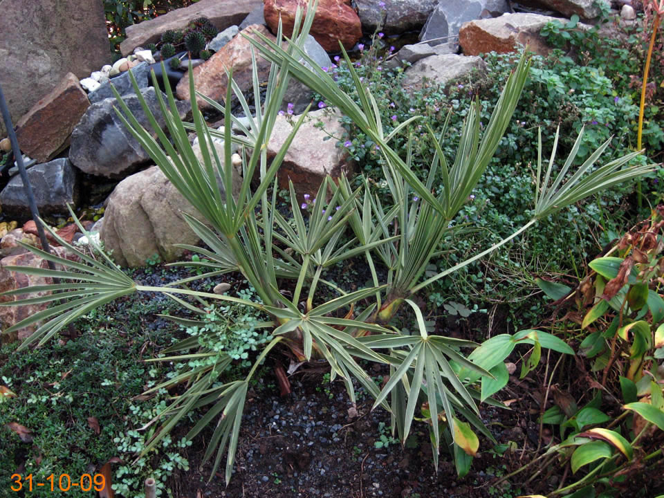 Trithrinax - Exoten und Palmen Claus Willich